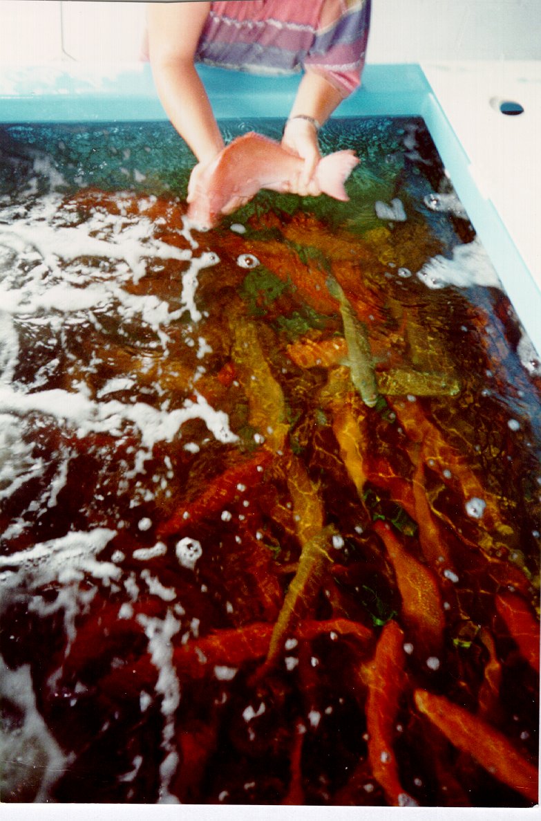 Austmarine - Patented Live Seafood Holding Tanks and Display Tanks ...